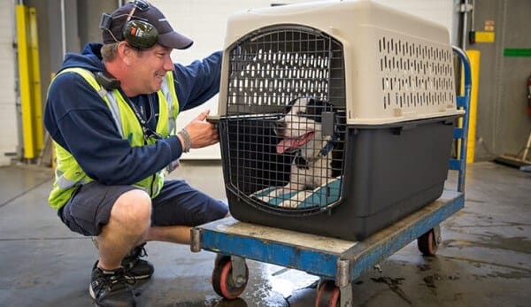 How do dogs get shipped on planes? The whole process explained