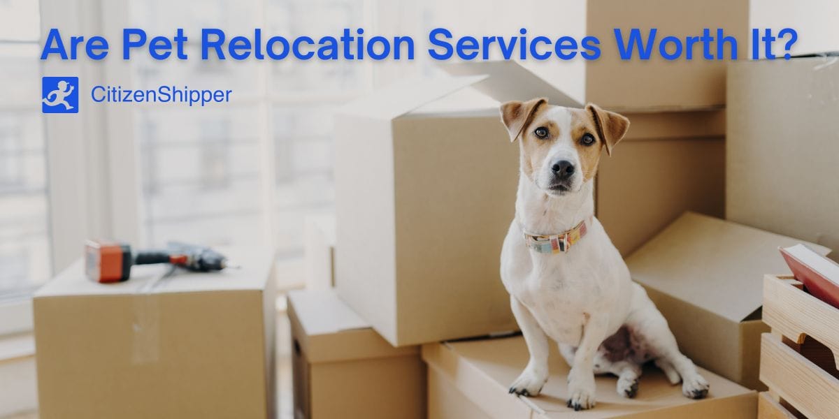Relocating with Your Pet: What to Consider
