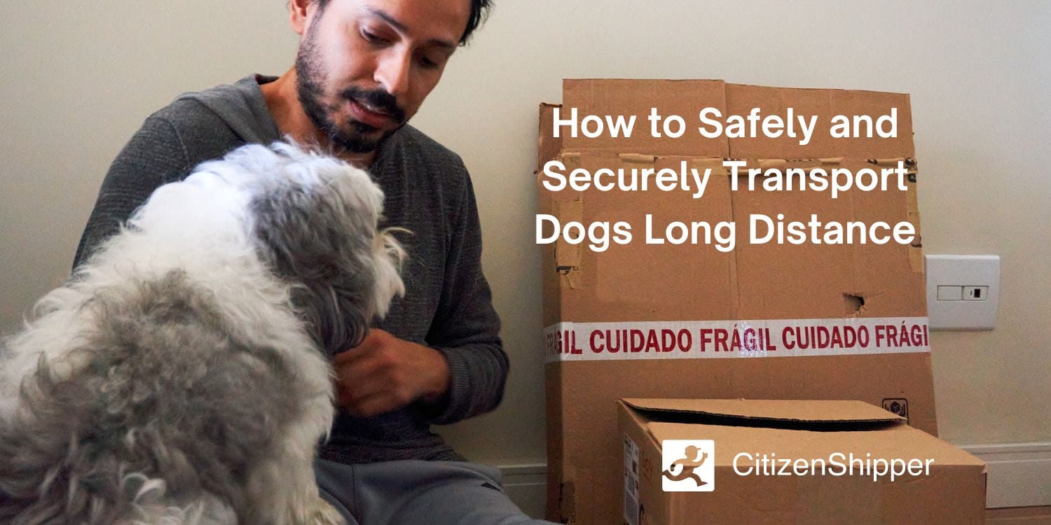 What is the Best Way to Transport a Dog?